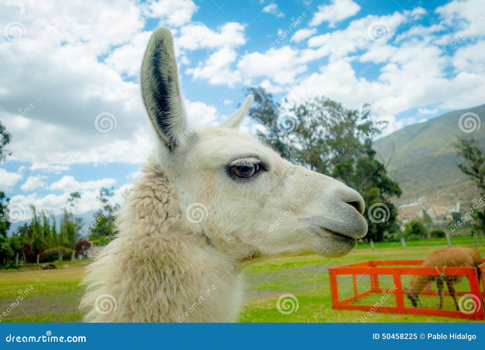 Closeup Portrait of Cute Llama Stock Image - Image of face, brown: 50458225