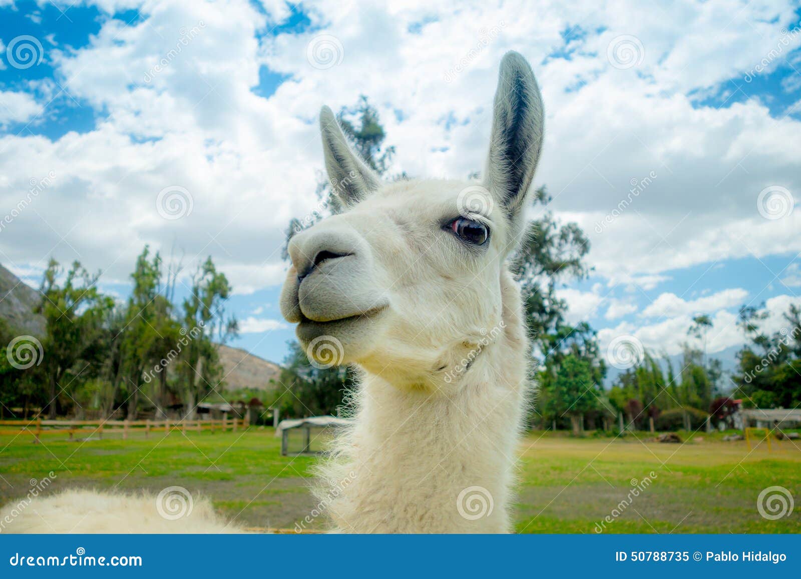 Closeup Portrait of Cute Llama Stock Image - Image of muffle, fleece ...