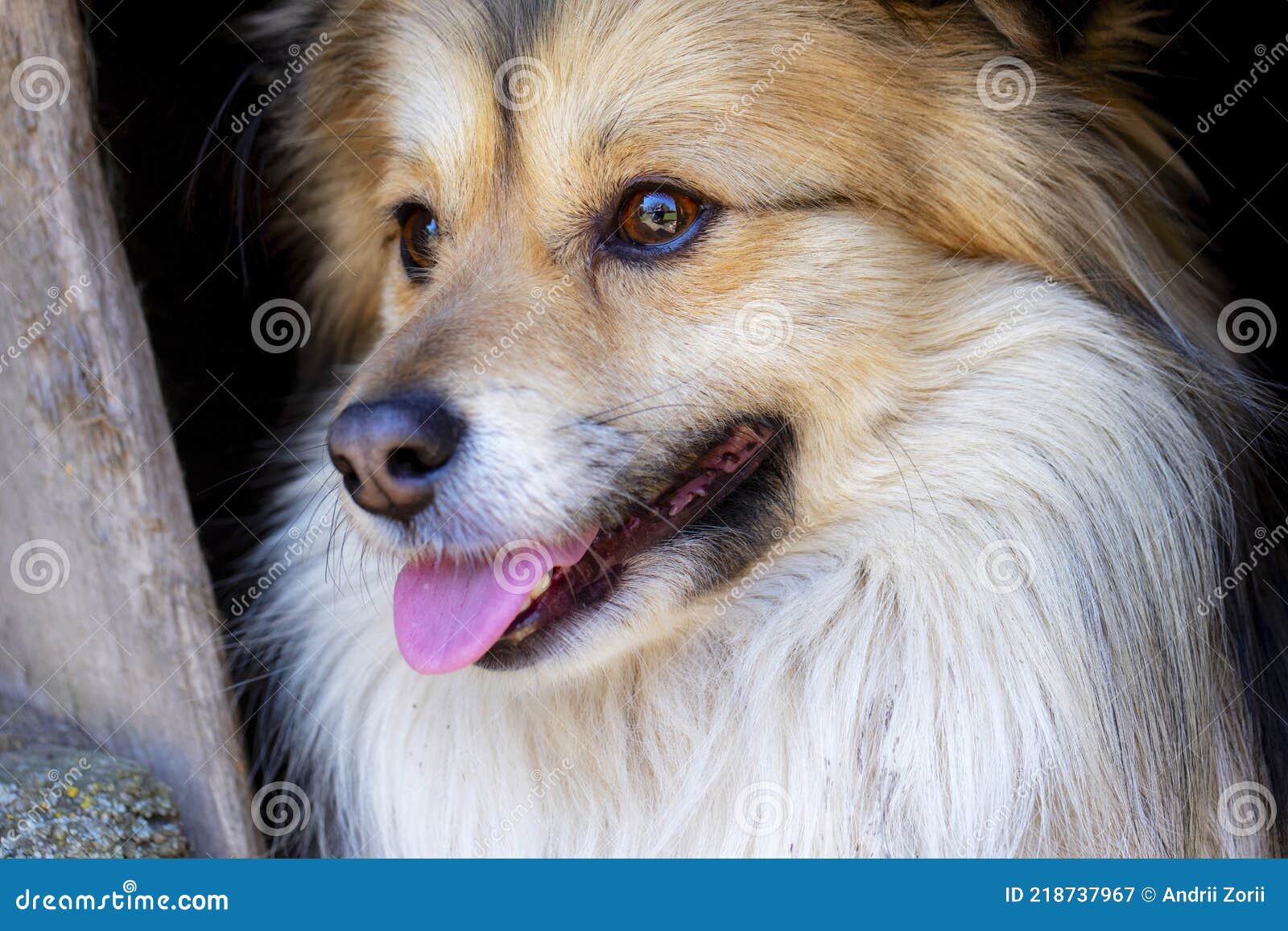 Closeup Portrait of Cute Mutt Dog. the Muzzle of a Mongrel with Red ...