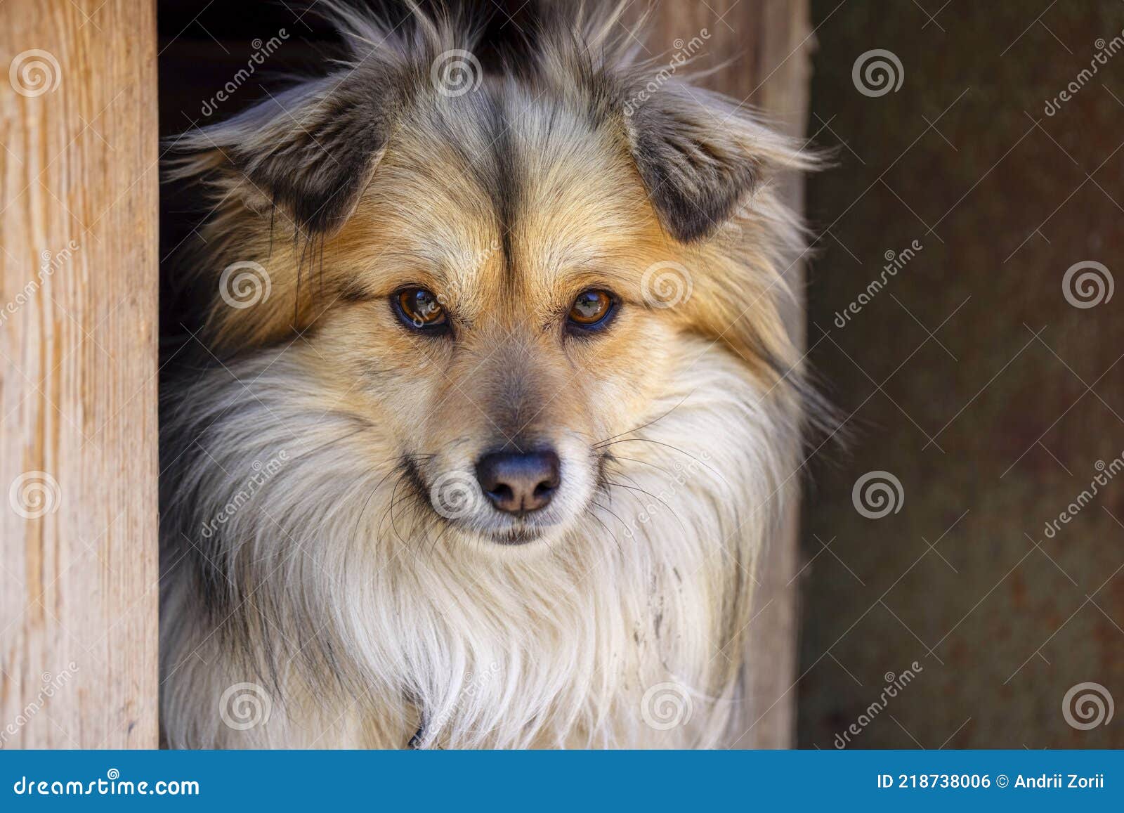 Closeup Portrait of Cute Mutt Dog. the Muzzle of a Mongrel with Red ...