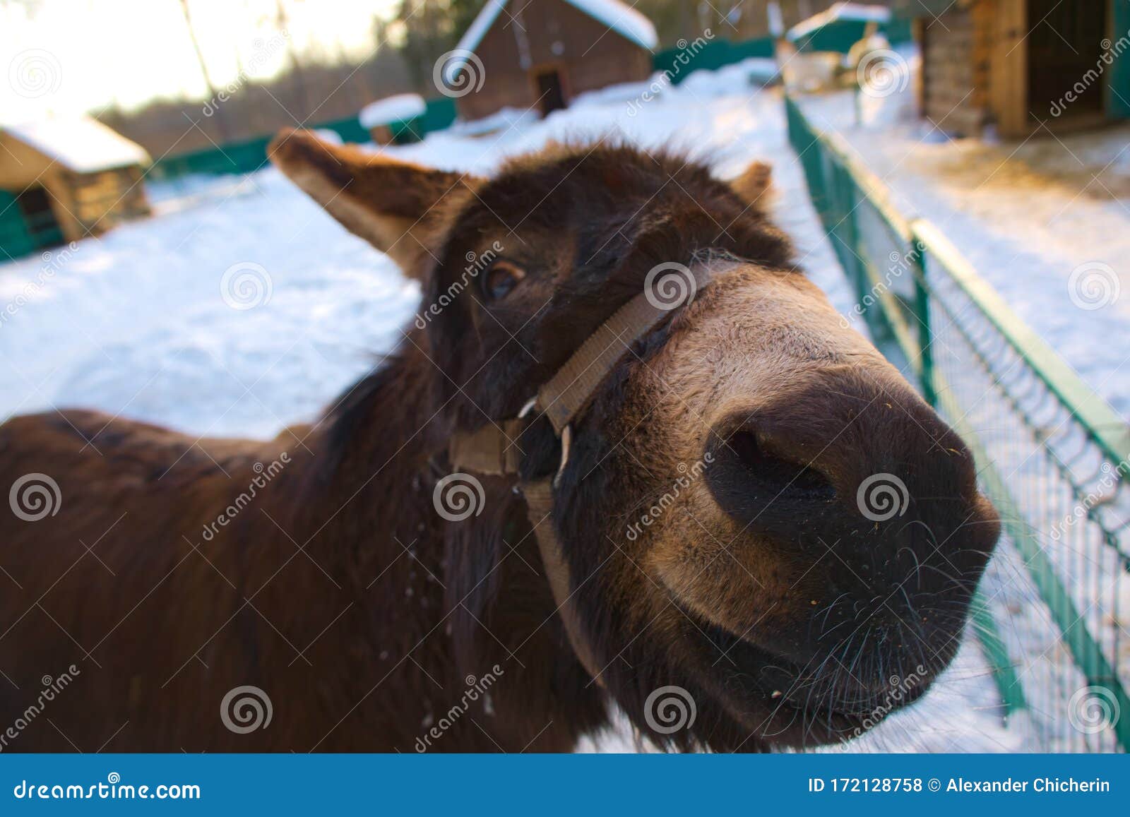 Portrait of a Donkey Standing in the Snow. Stock Photo - Image of looks ...