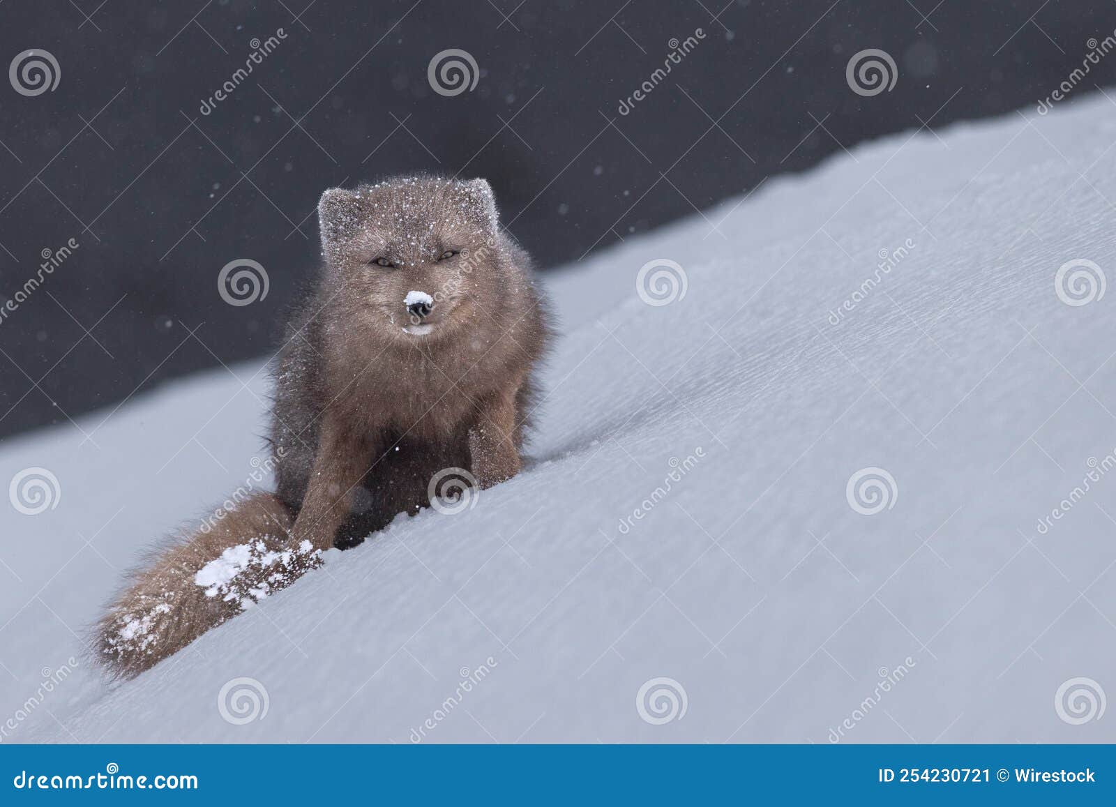 Fluffy Arctic Wolf Looking At Camera Alertly Generated By AI Stock ...