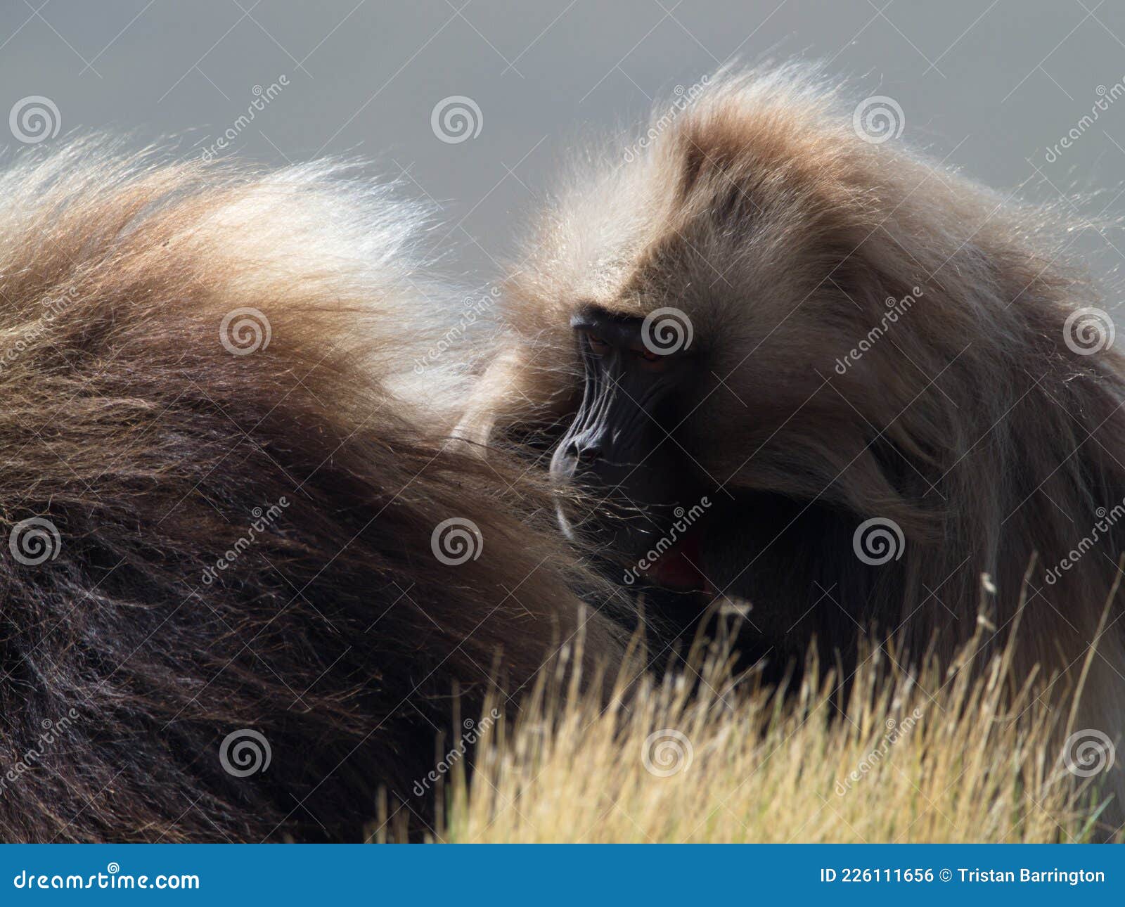 Closeup Portrait of Gelada Monkey Theropithecus Gelada Grooming Semien ...
