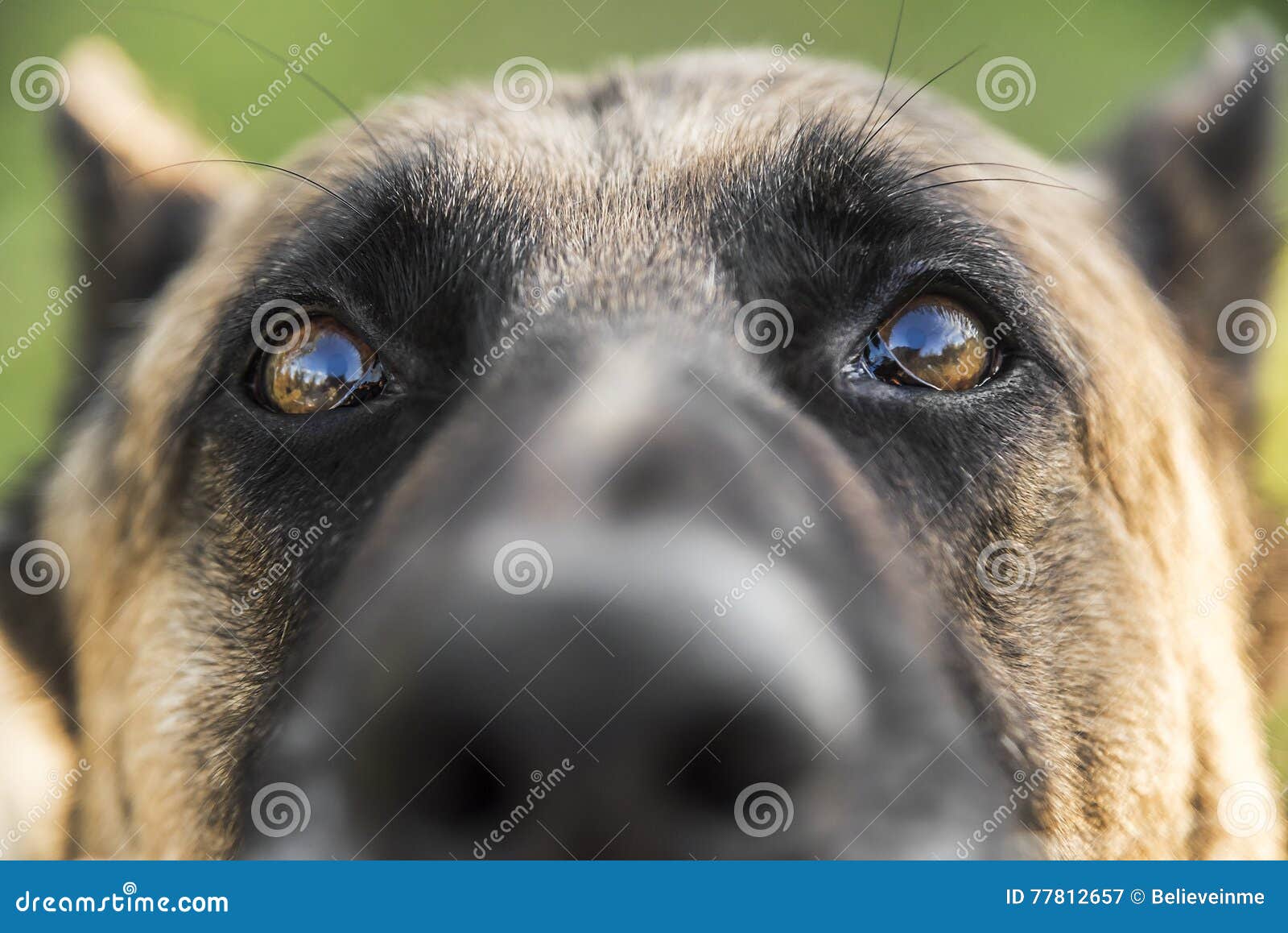 Closeup Portrait of German Shepherd Dog. Stock Image - Image of adult ...