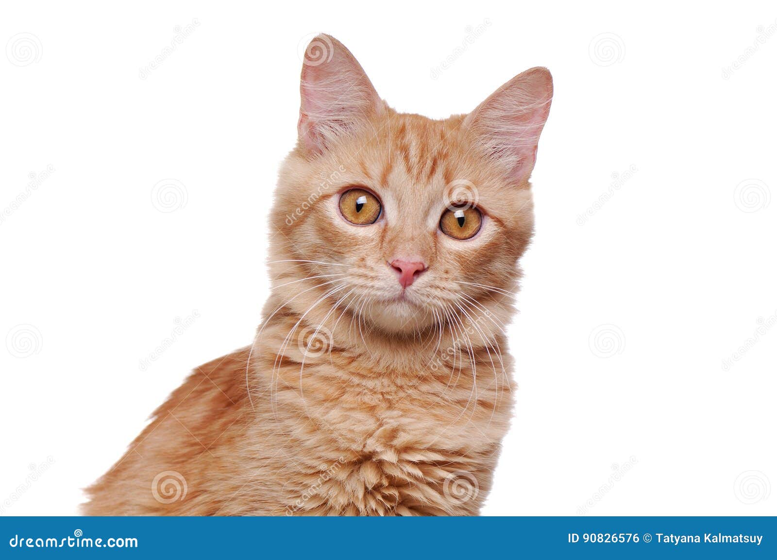 Closeup Portrait of a Ginger Color Cat Stock Photo - Image of space ...