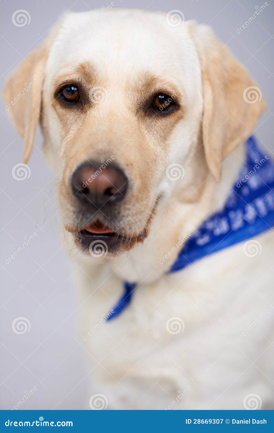 Closeup Portrait of a Golden Labrador Stock Image - Image of faithful ...