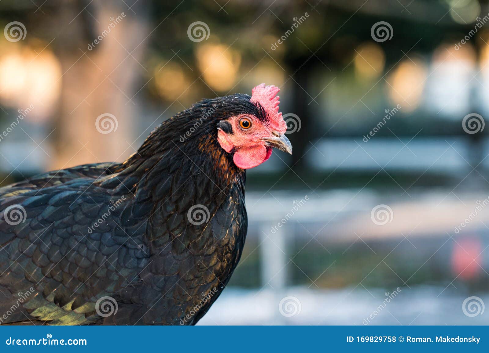 Closeup Portrait of a Good Looking Chicken Stock Photo - Image of grass ...