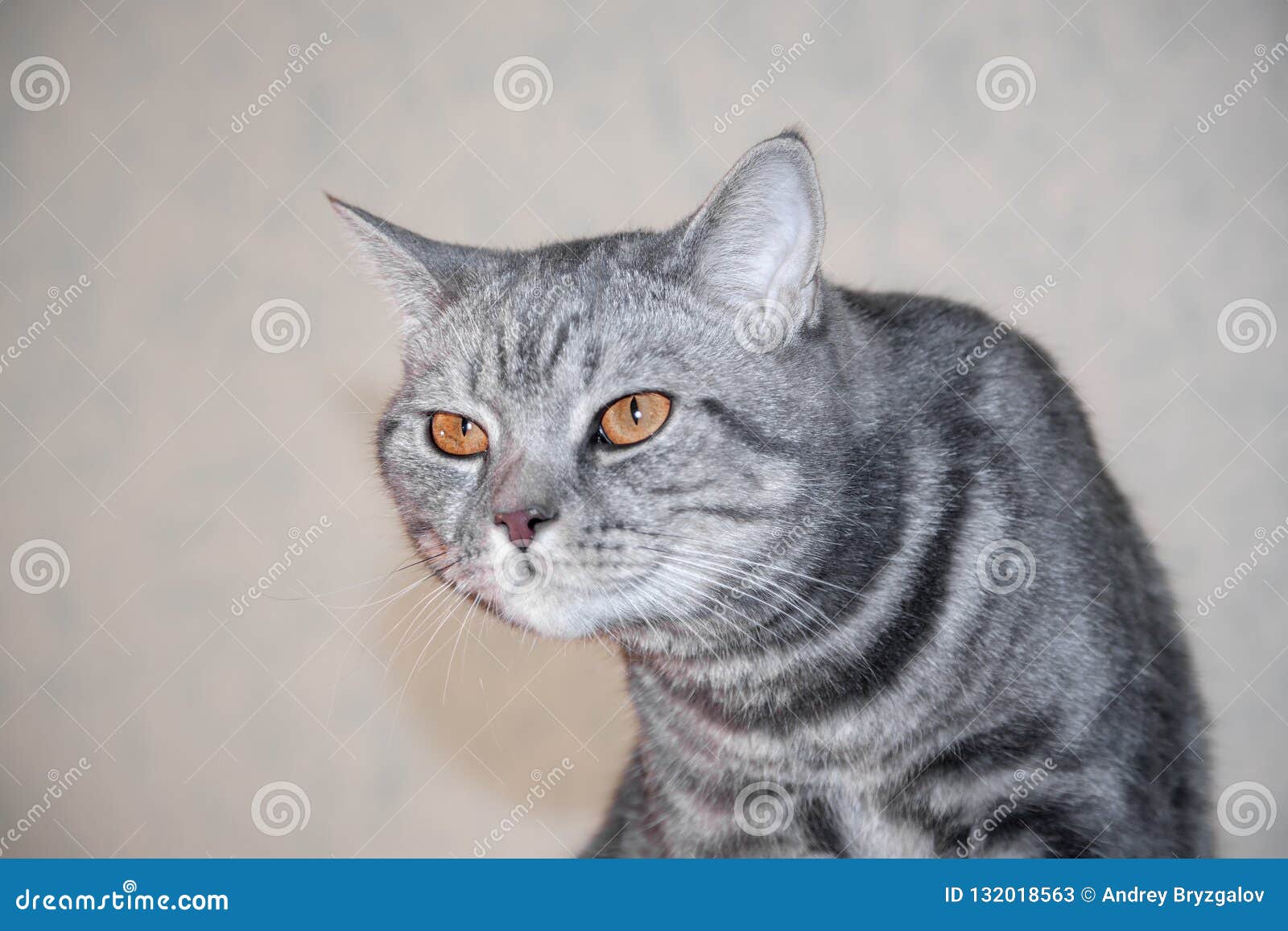 Closeup Portrait of Gray Angry Severe and Serious Cat Looking Strictly ...