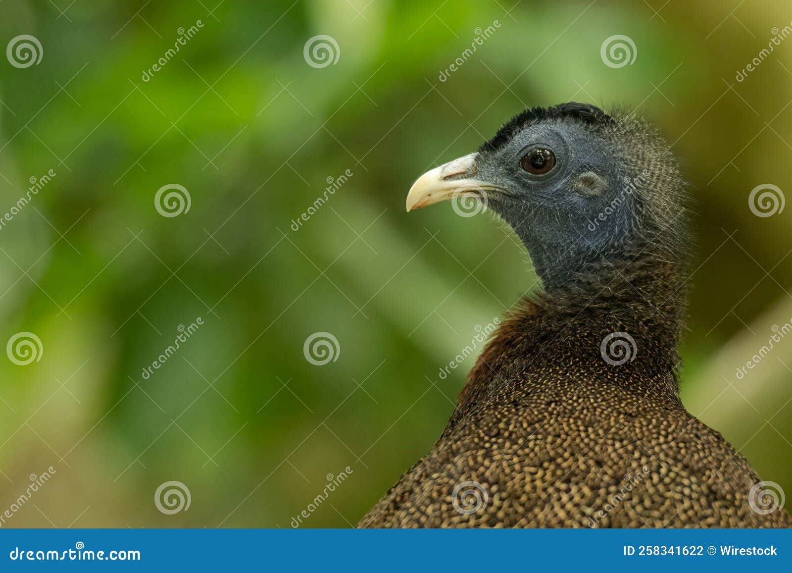 Closeup Portrait of a Great Argus on Blurry Background Stock Photo ...