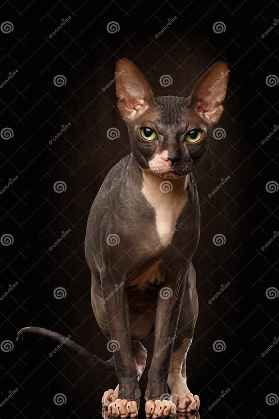 Closeup Portrait of Grumpy Sphynx Cat Front View on Black Stock Photo ...