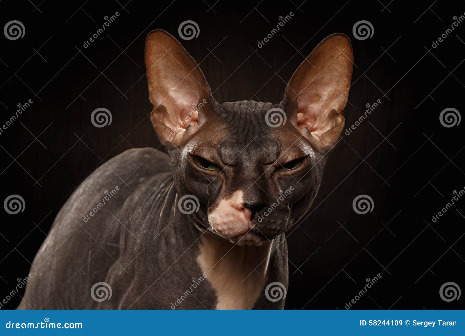 Closeup Portrait of Grumpy Sphynx Cat Front View on Black Stock Image ...