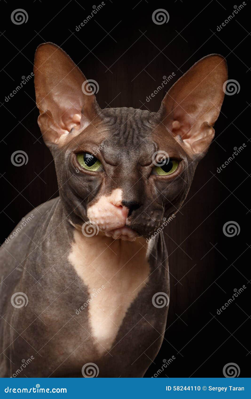 Closeup Portrait of Grumpy Sphynx Cat Front View on Black Stock Photo ...