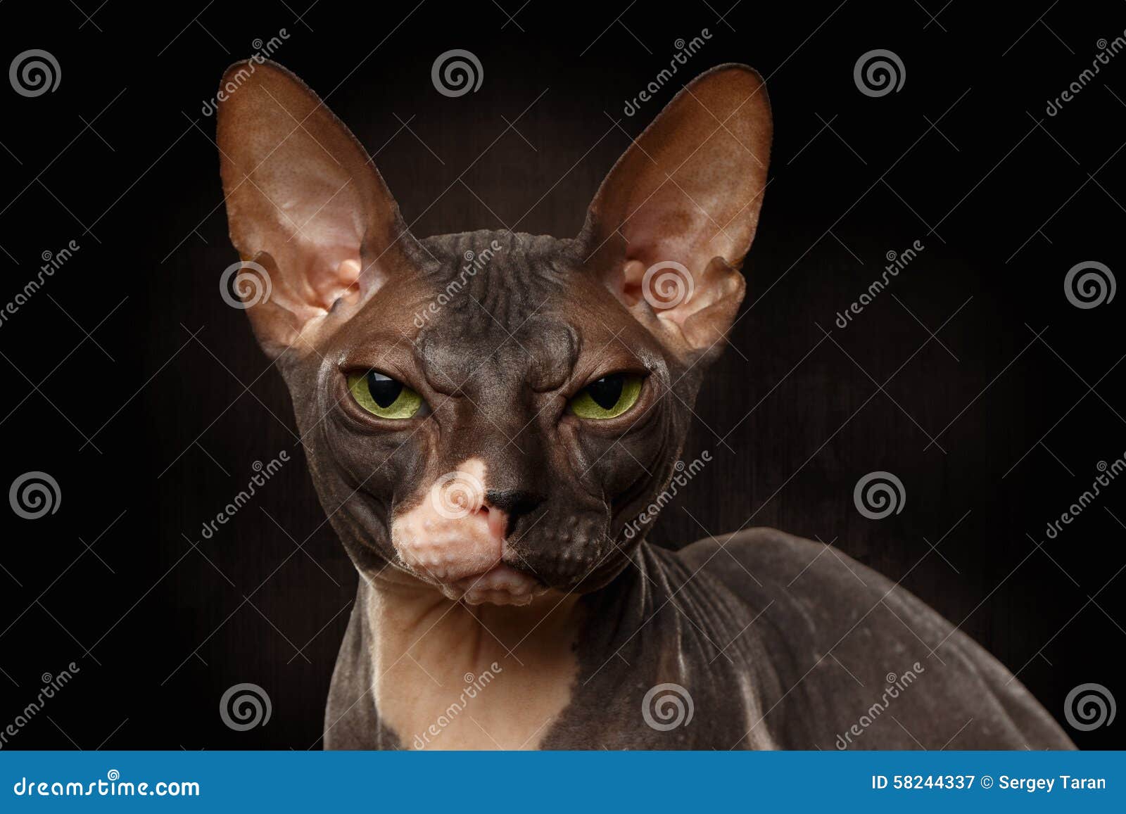 Closeup Portrait of Grumpy Sphynx Cat Front View on Black Stock Image ...