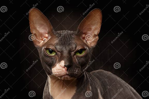 Closeup Portrait of Grumpy Sphynx Cat Front View on Black Stock Image ...