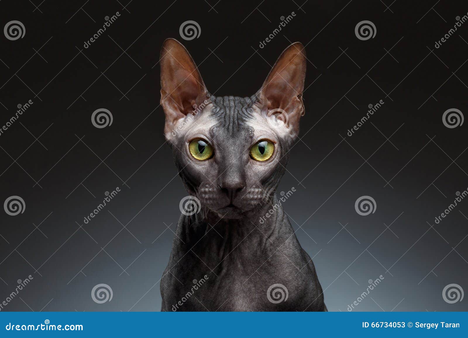 Closeup Portrait of Grumpy Sphynx Cat Front View on Black Stock Image ...