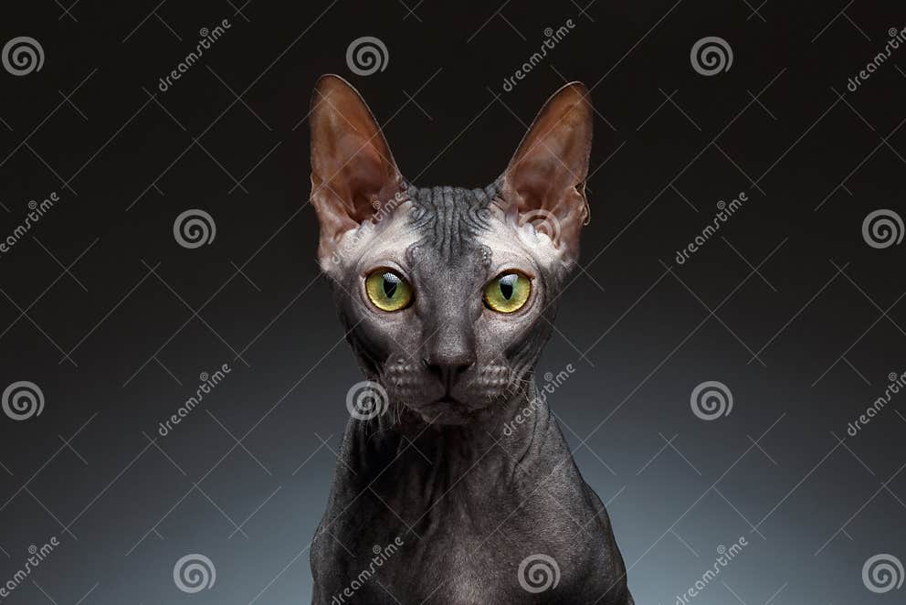 Closeup Portrait of Grumpy Sphynx Cat Front View on Black Stock Image ...