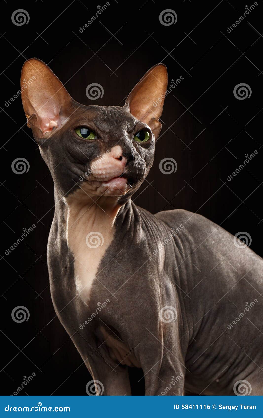 Closeup Portrait of Grumpy Sphynx Cat Front View on Black Stock Photo ...