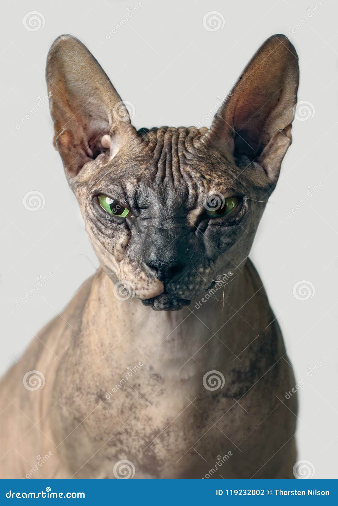 Closeup Portrait of a Grumpy Sphynx Cat Front View - on Grey Background ...