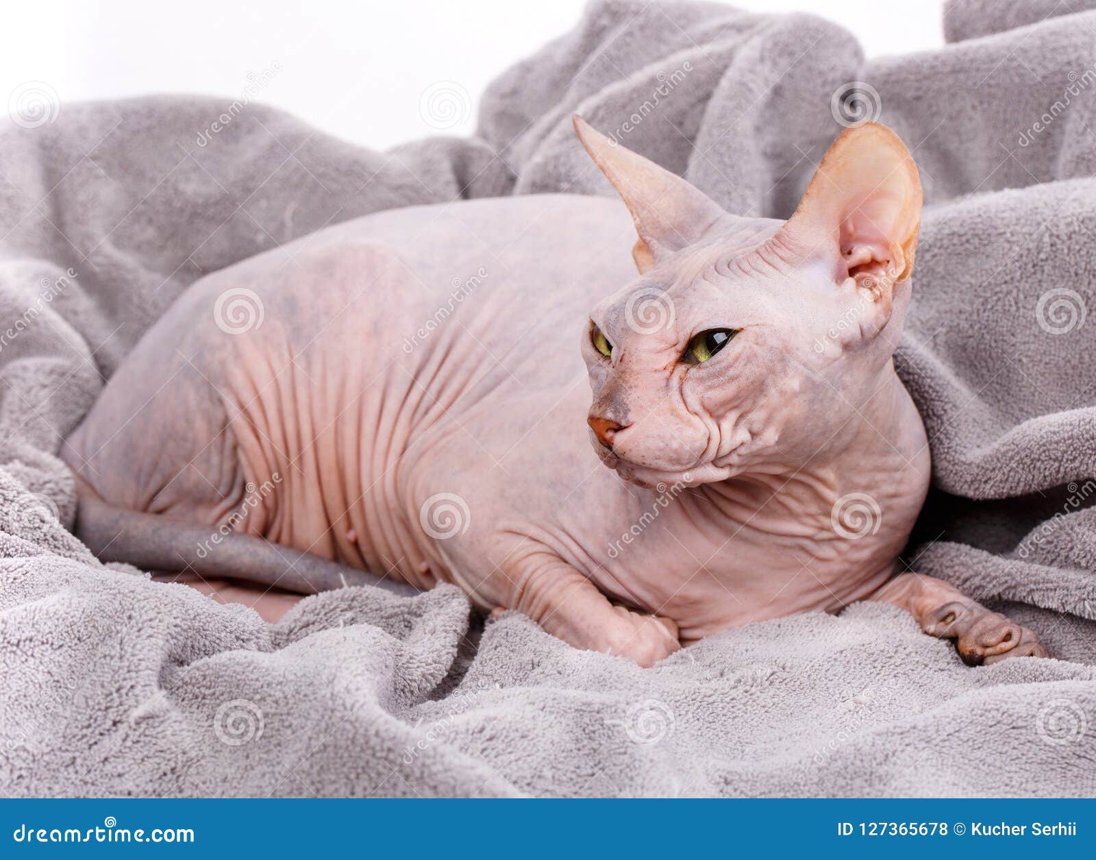 Closeup Portrait of Grumpy Sphynx Cat. Side View Stock Photo - Image of ...