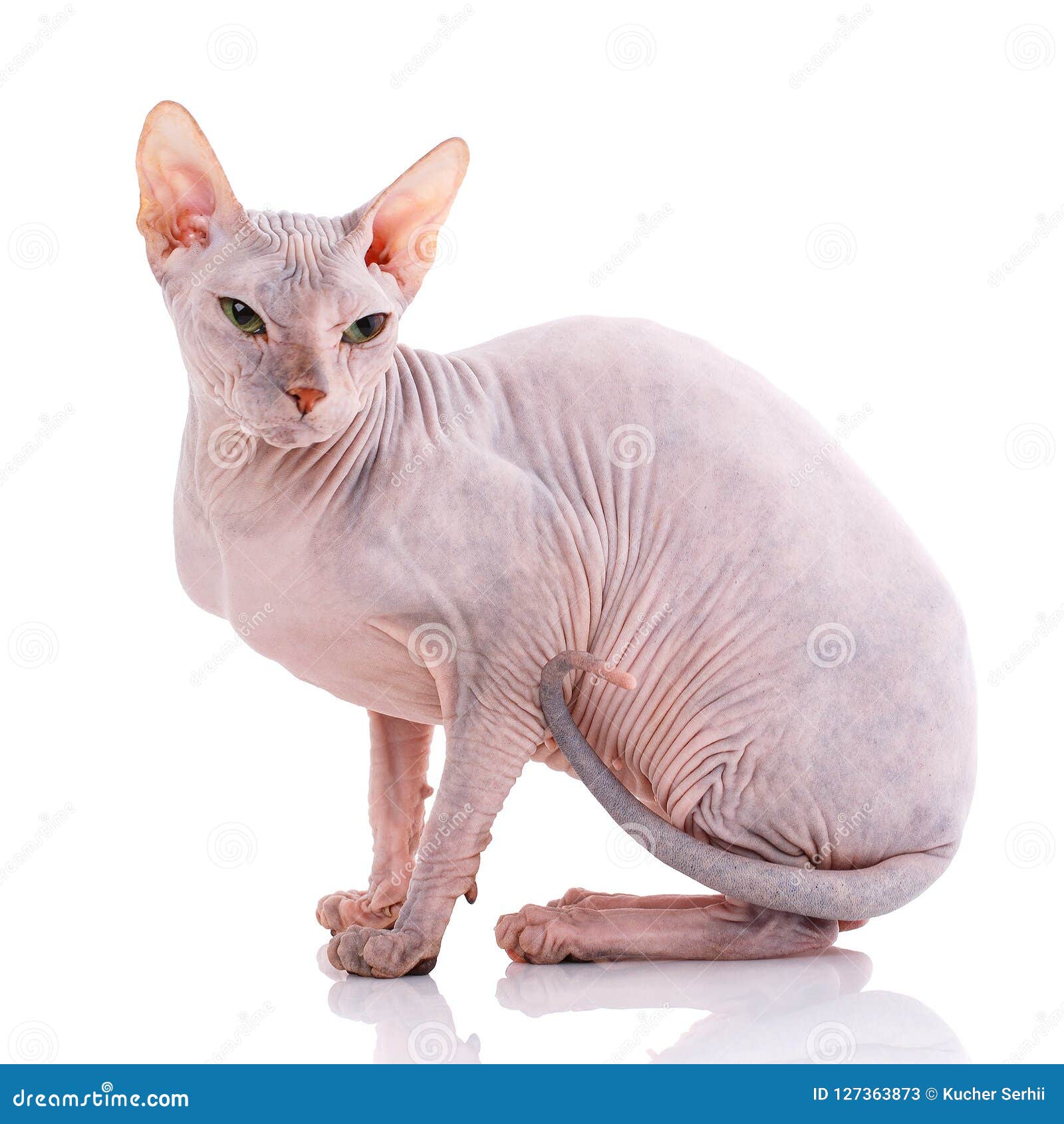 Grumpy Cat Vs Hairless Cat