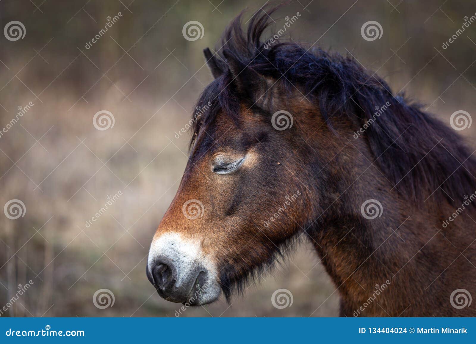 Closeup Portrait, Head of Cute, Sleepy Wild Horse with Closed Eyes ... Closeup Portrait, Head of Cute, Sleepy Wild Horse with Closed Eyes ...
