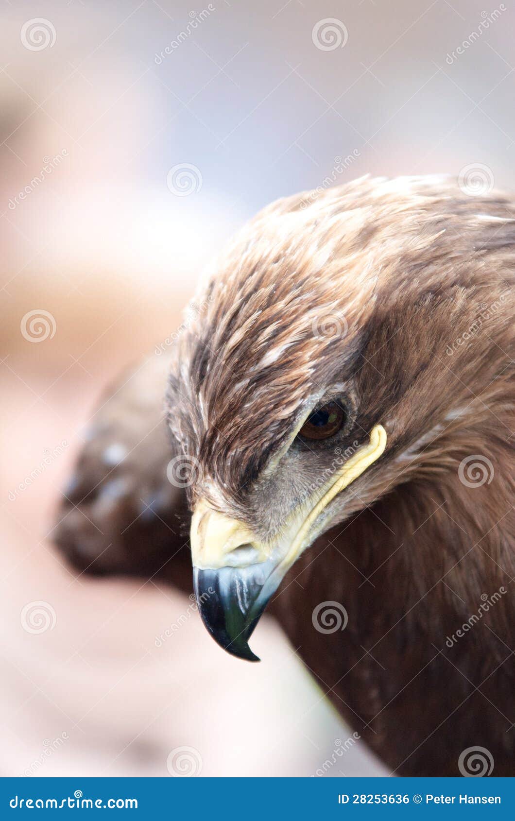 Closeup Portrait of the Head of a Hawk in Profile Stock Photo - Image ...