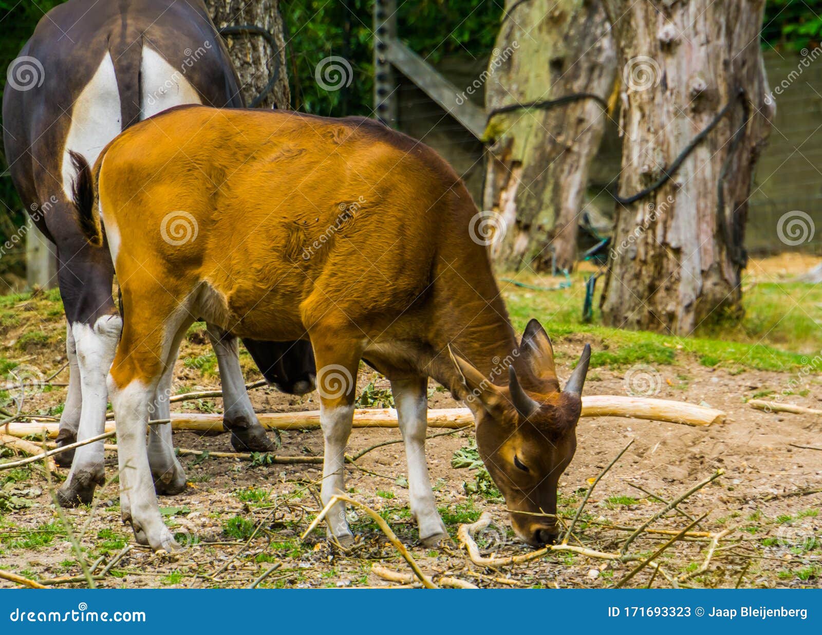 Closeup Portrait of a Java Banteng Cow, Endagered Cattle Specie from ...