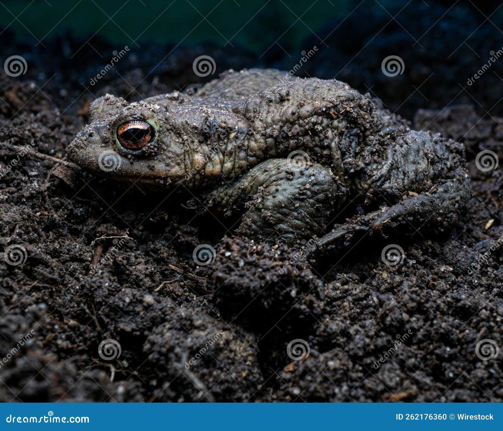Closeup Portrait of a Large Toad with a Vibrant Orange Eye Covered with ...