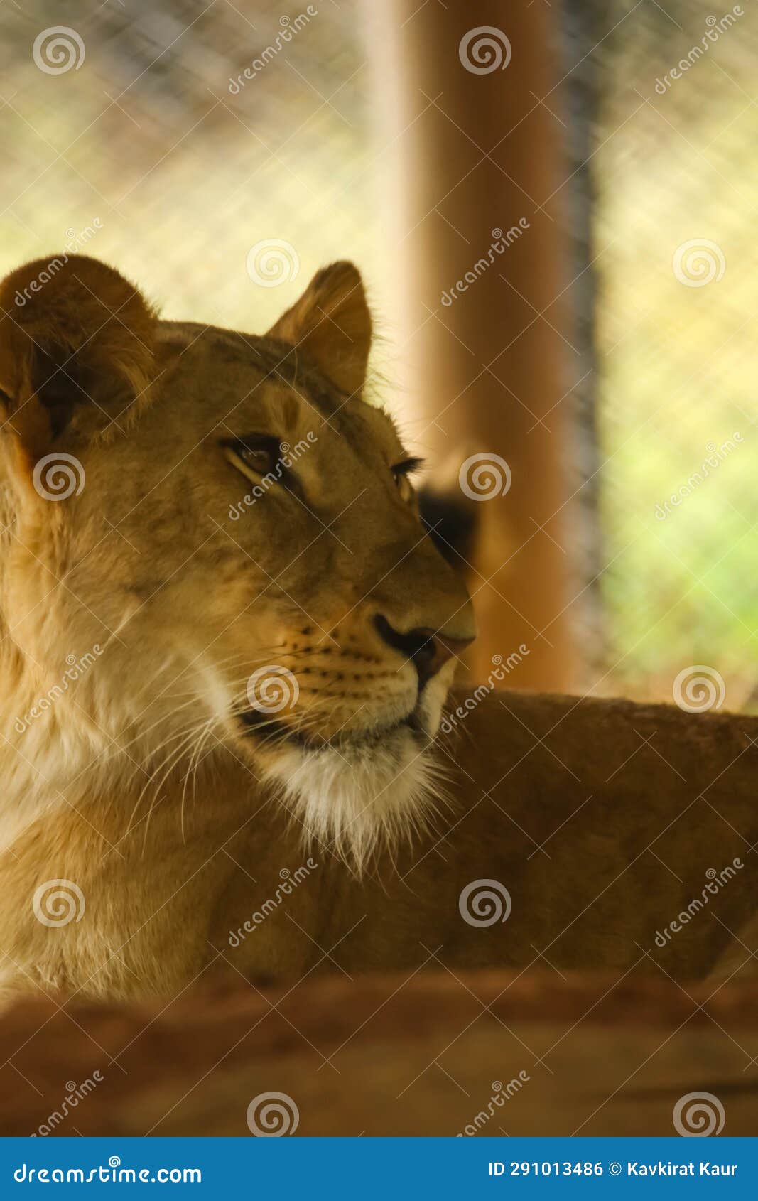 Closeup Portrait of a Lioness Stock Photo - Image of nose, carnivore ...