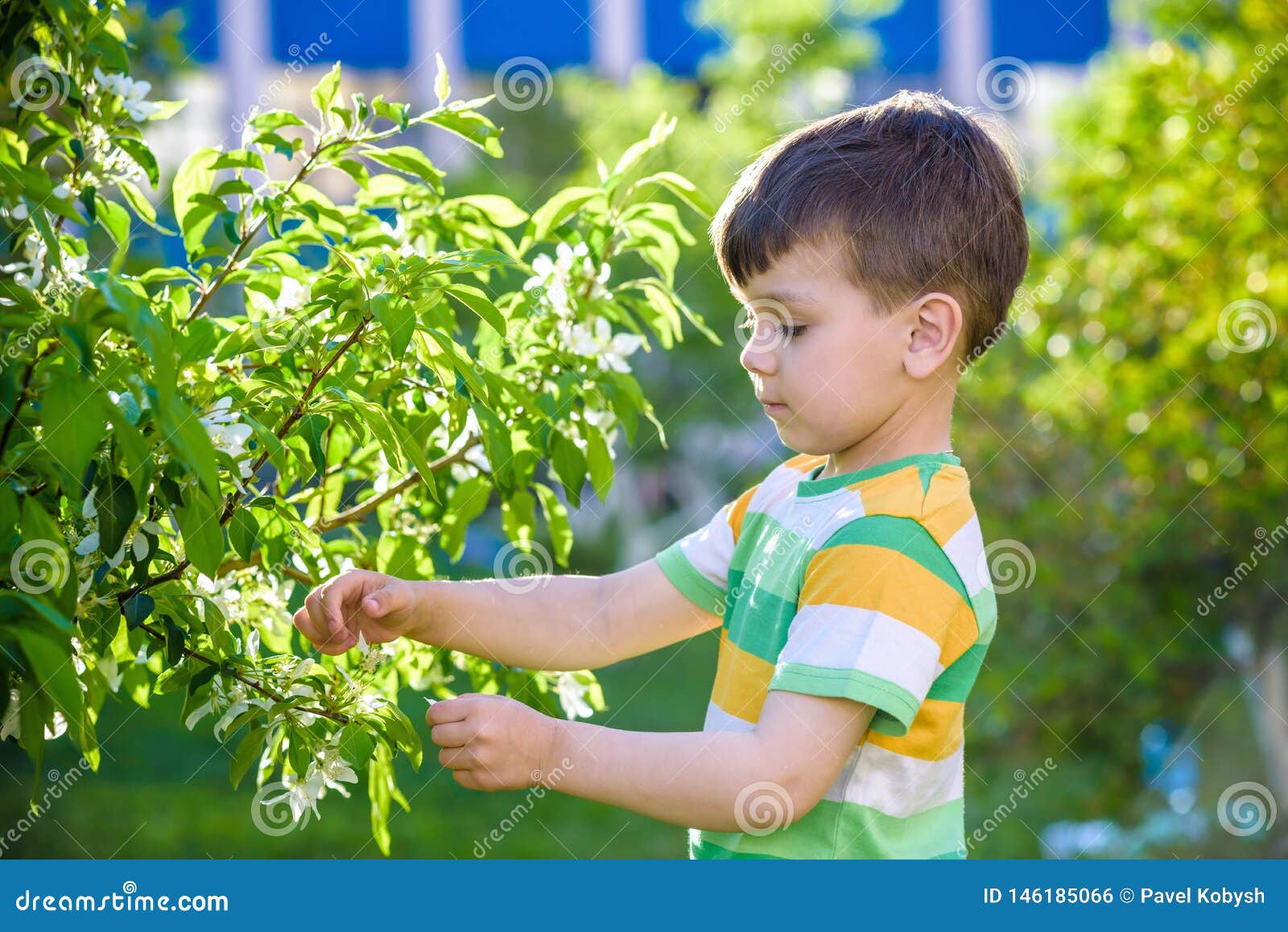 Closeup Portrait of Little Child among Branches of Blooming Spring Tree ...