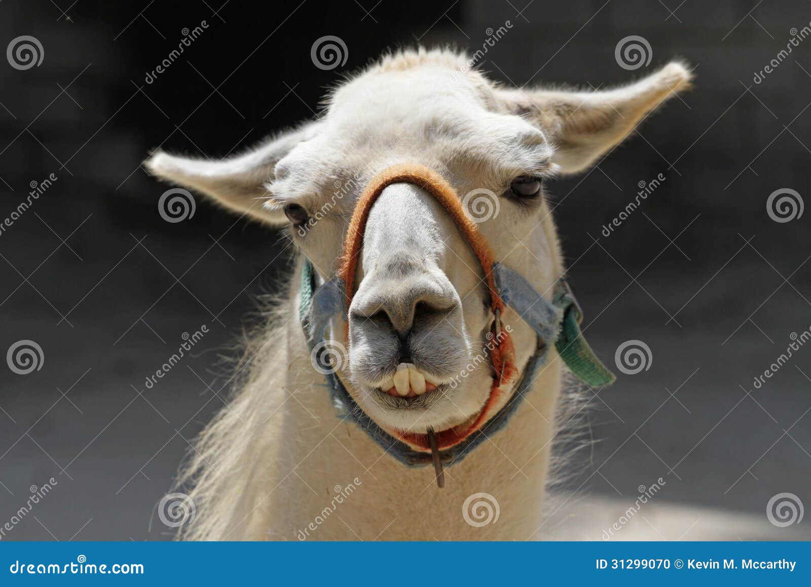 Closeup Portrait of a Llama Stock Photo - Image of grin, nature: 31299070