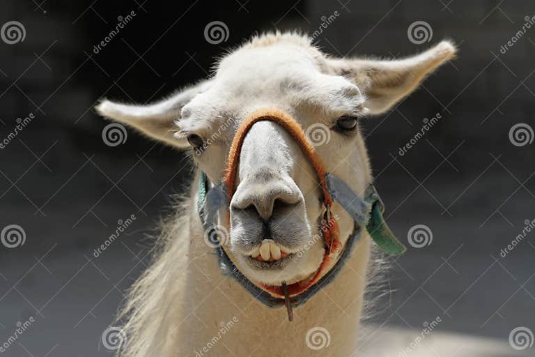 Closeup Portrait of a Llama Stock Photo - Image of grin, nature: 31299070