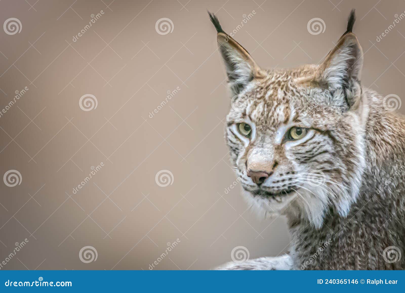 Closeup Portrait of a Lynx Laying on the Ground Stock Photo - Image of ...