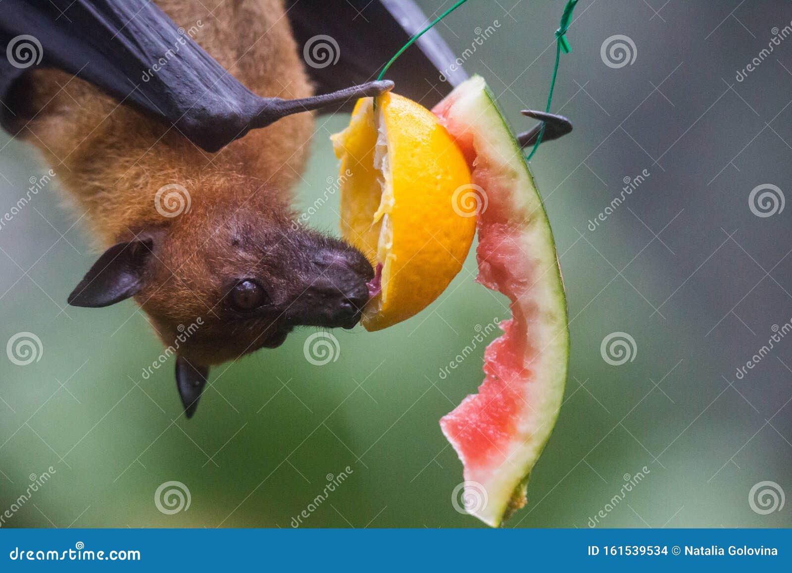 Closeup Portrait Of Male Fruit Bat Also Known As Flying Fox Hanging Upside And Down Eating Juicy