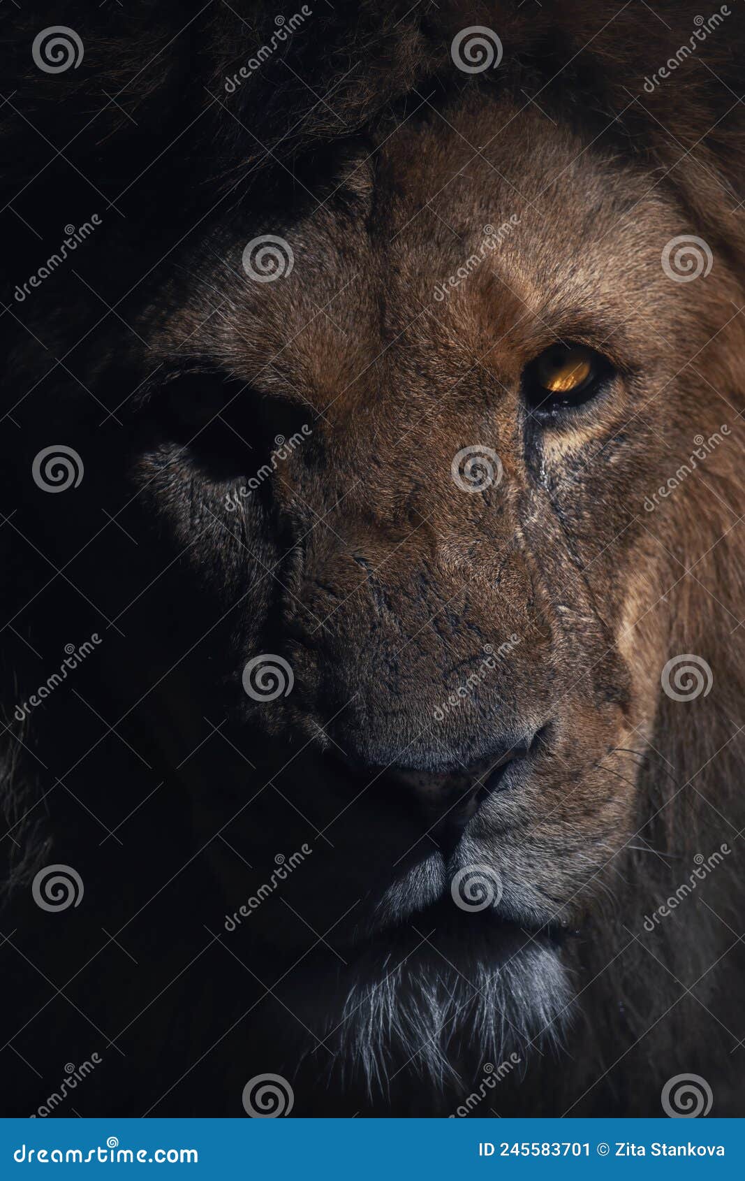 Closeup Portrait of a Male Lion in the Shadows Stock Image - Image of ...