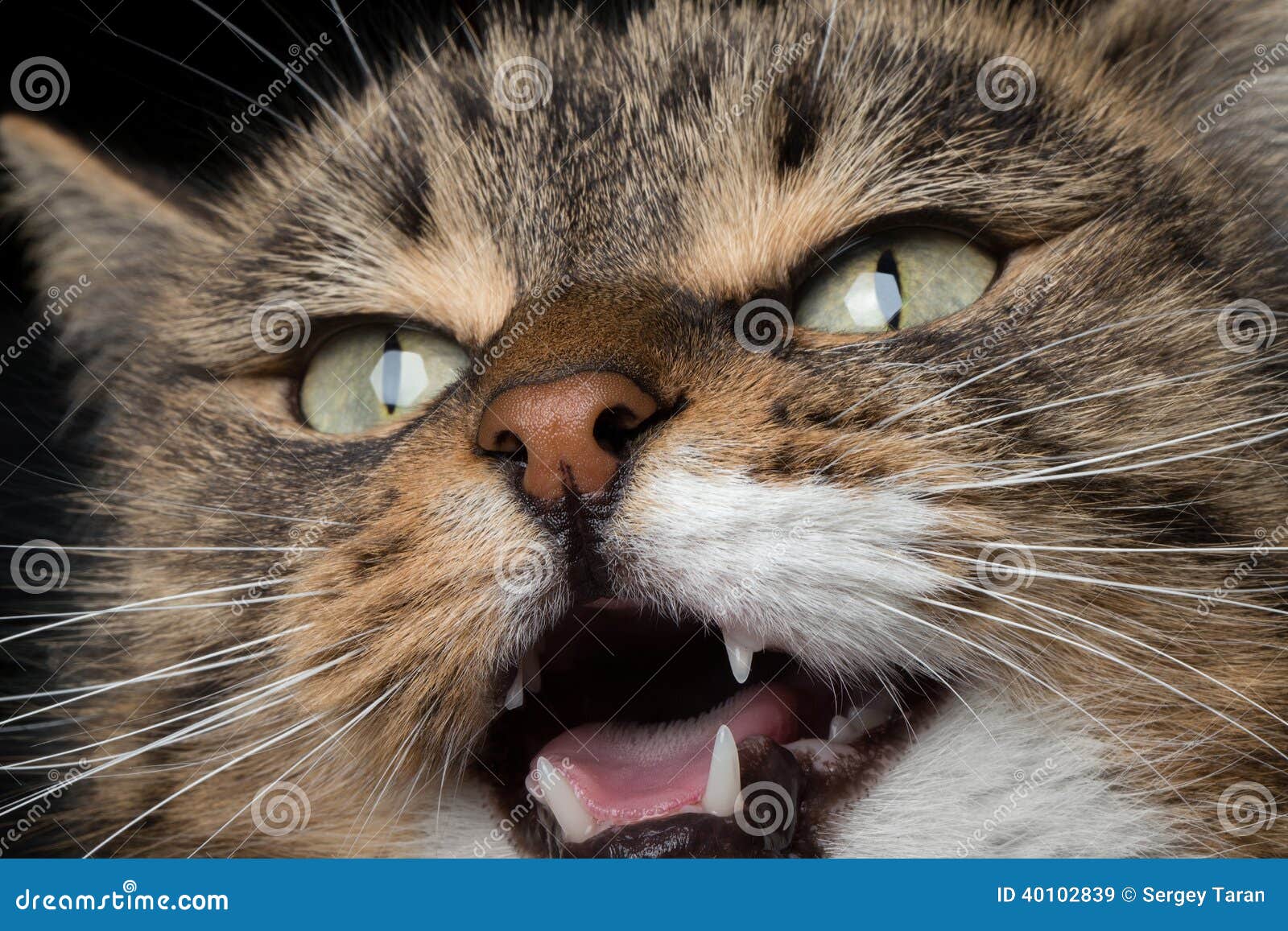 Close-up Portrait Meowing Cat Stock Image - Image of domestic, nose ...