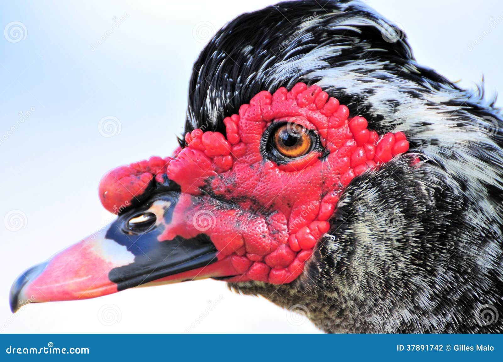 Closeup Portrait of Muscovy Duck Stock Photo - Image of animals ...