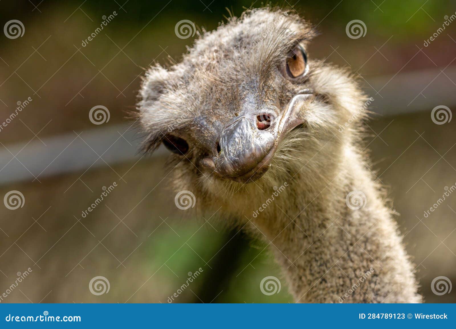 Closeup Portrait of an Ostrich Stock Image - Image of eyes, nature ...
