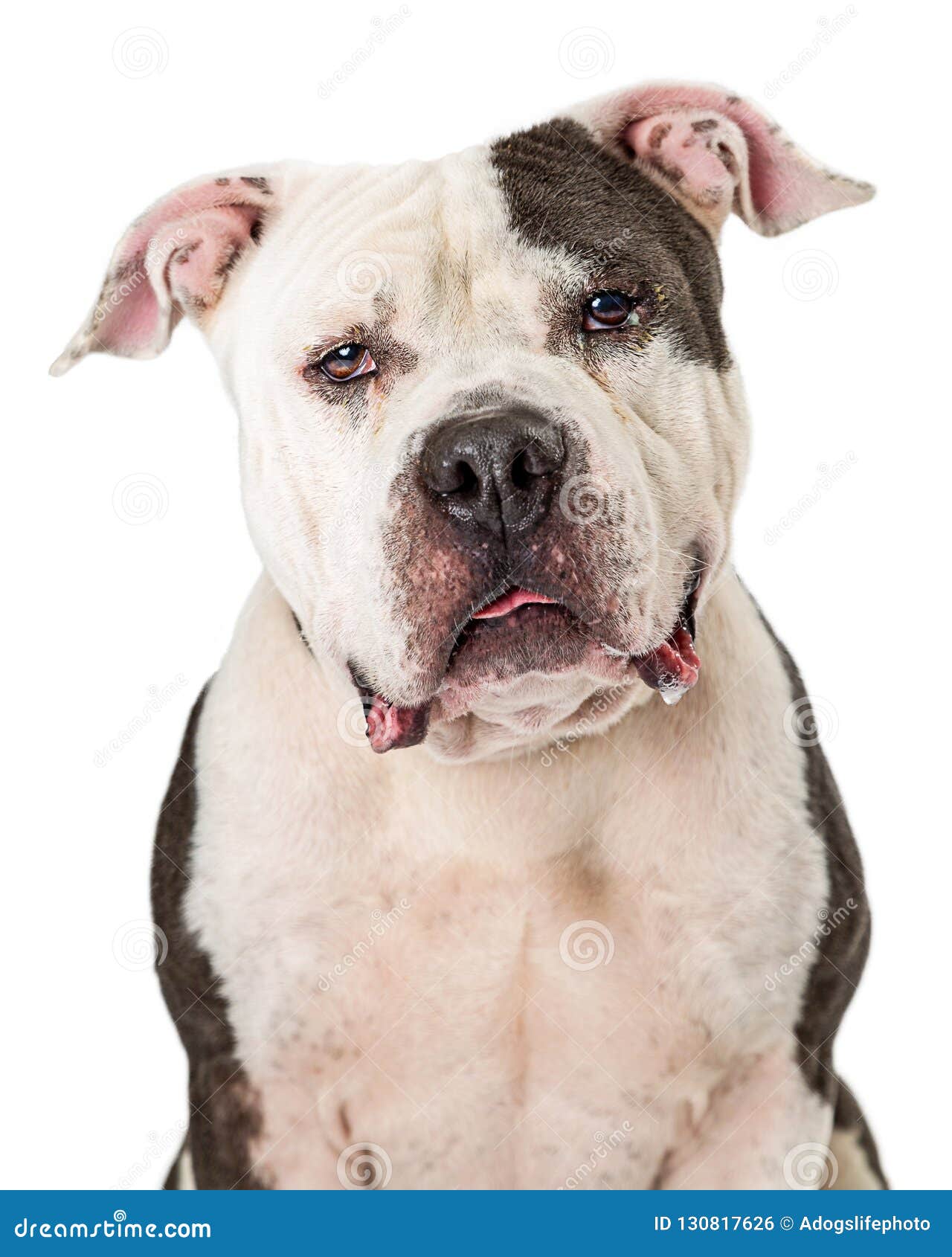 Closeup Portrait Pit Bull Dog Looking Forward Stock Photo - Image of ...