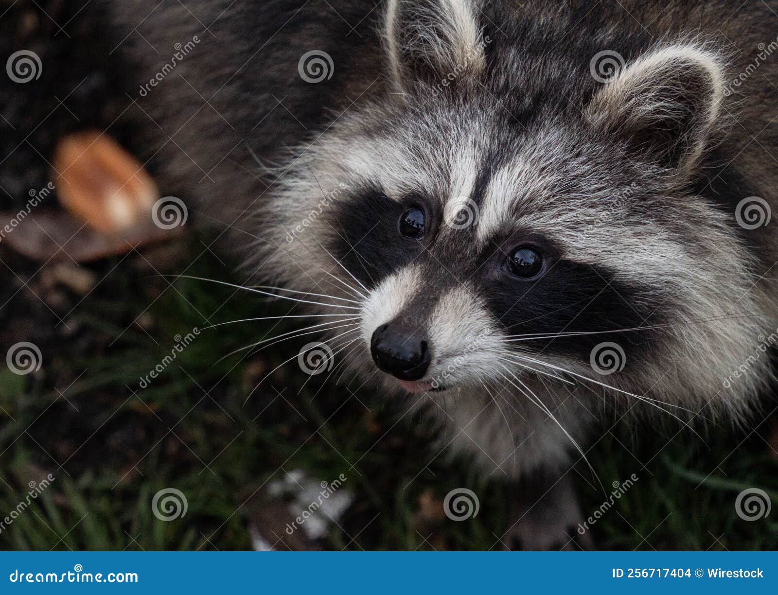 Closeup Portrait of a Raccoon Stock Photo - Image of young, environment ...