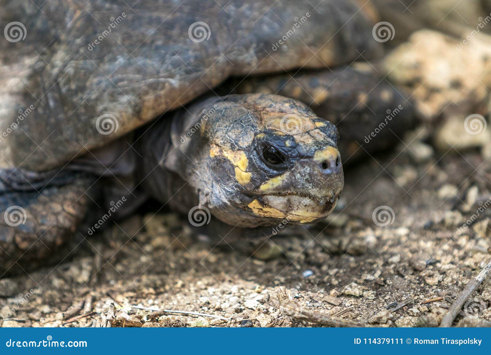 Red-footed tortoise stock image. Image of shell, reptile - 114379111