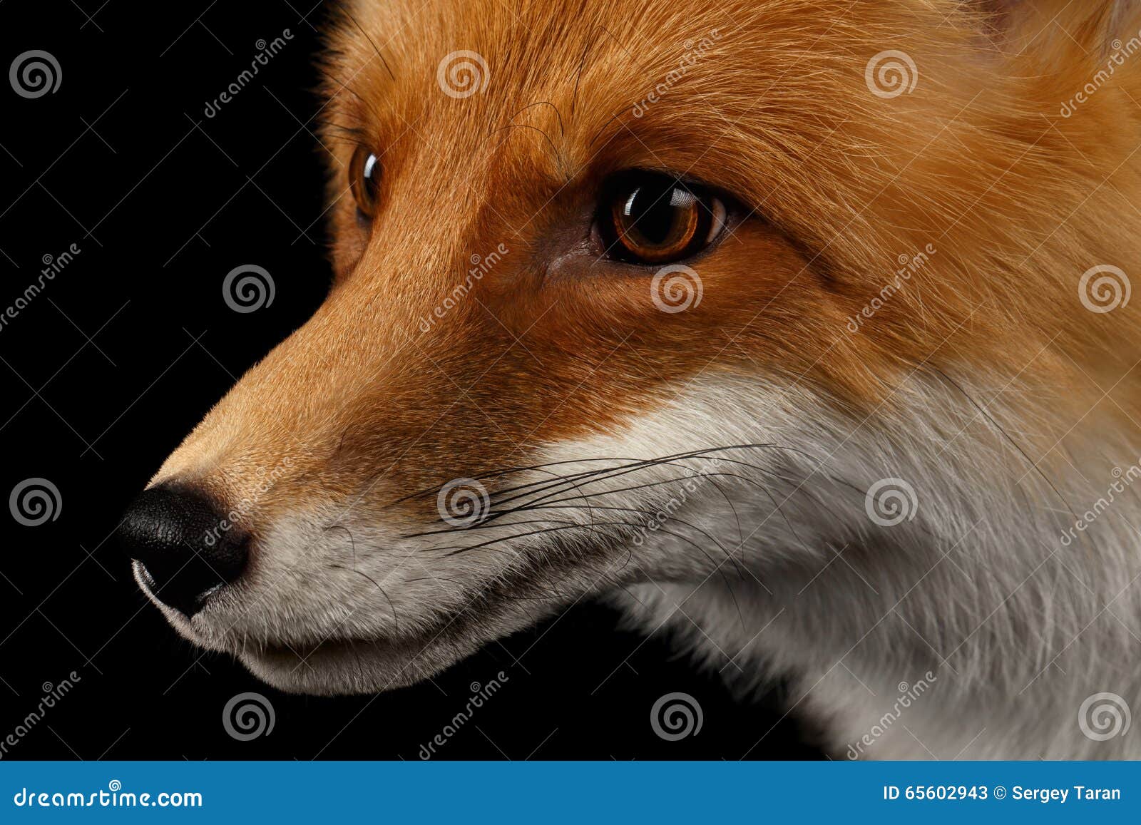 Red Fox Profile Stock Images - Download 293 Royalty Free Photos