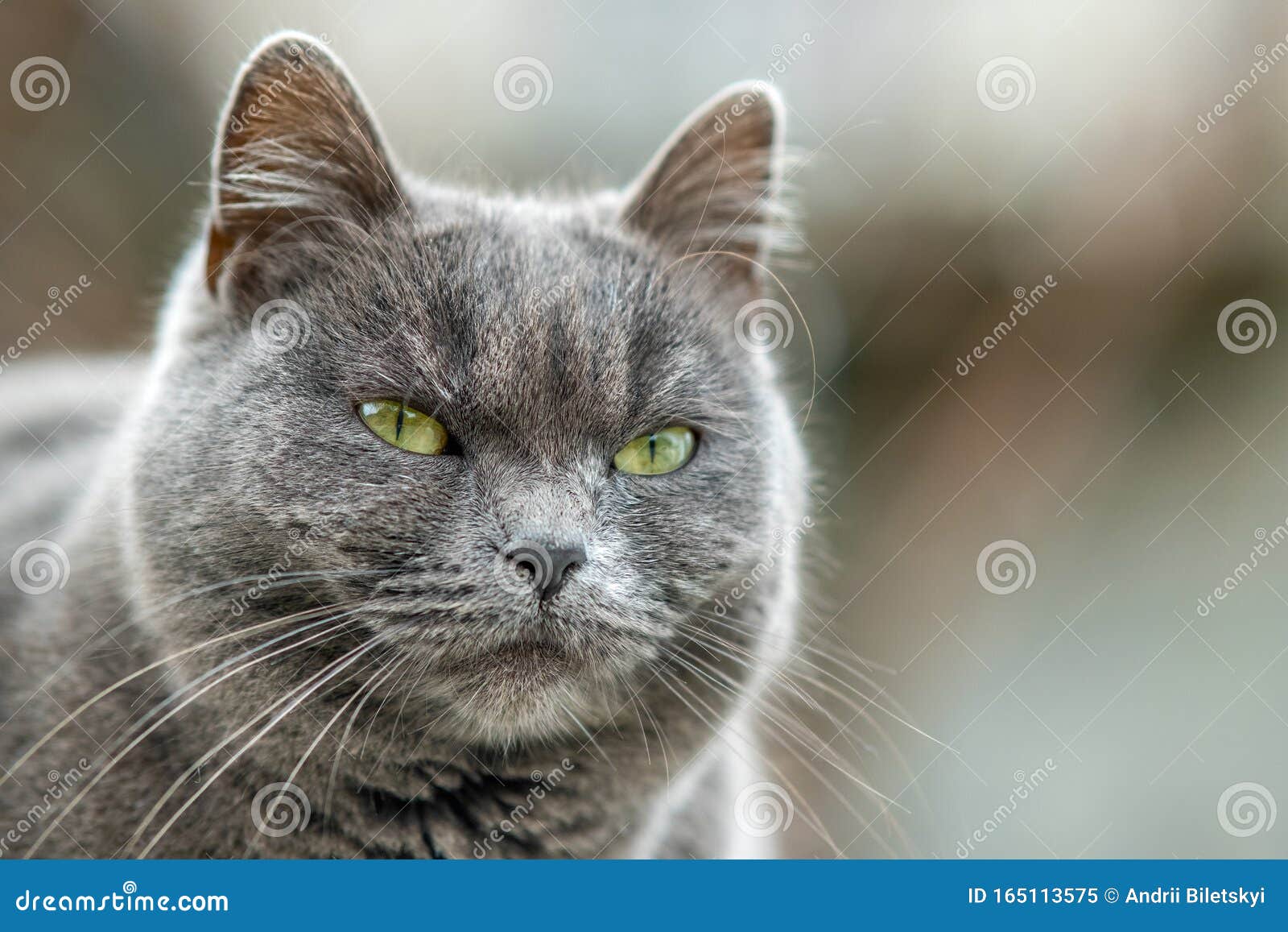 Closeup Portrait of Serious Grey Furry Cat Stock Image - Image of cute ...