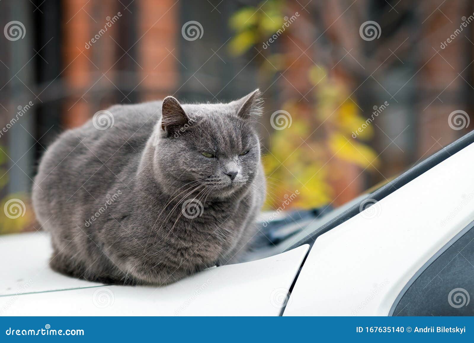 Closeup Portrait of Serious Grey Furry Cat Stock Photo - Image of ...