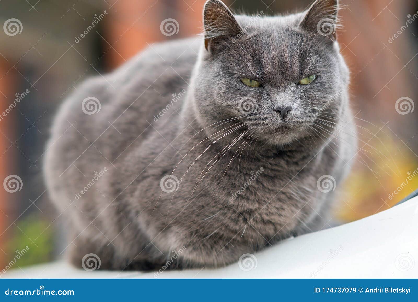 Closeup Portrait of Serious Grey Furry Cat Stock Image - Image of ...