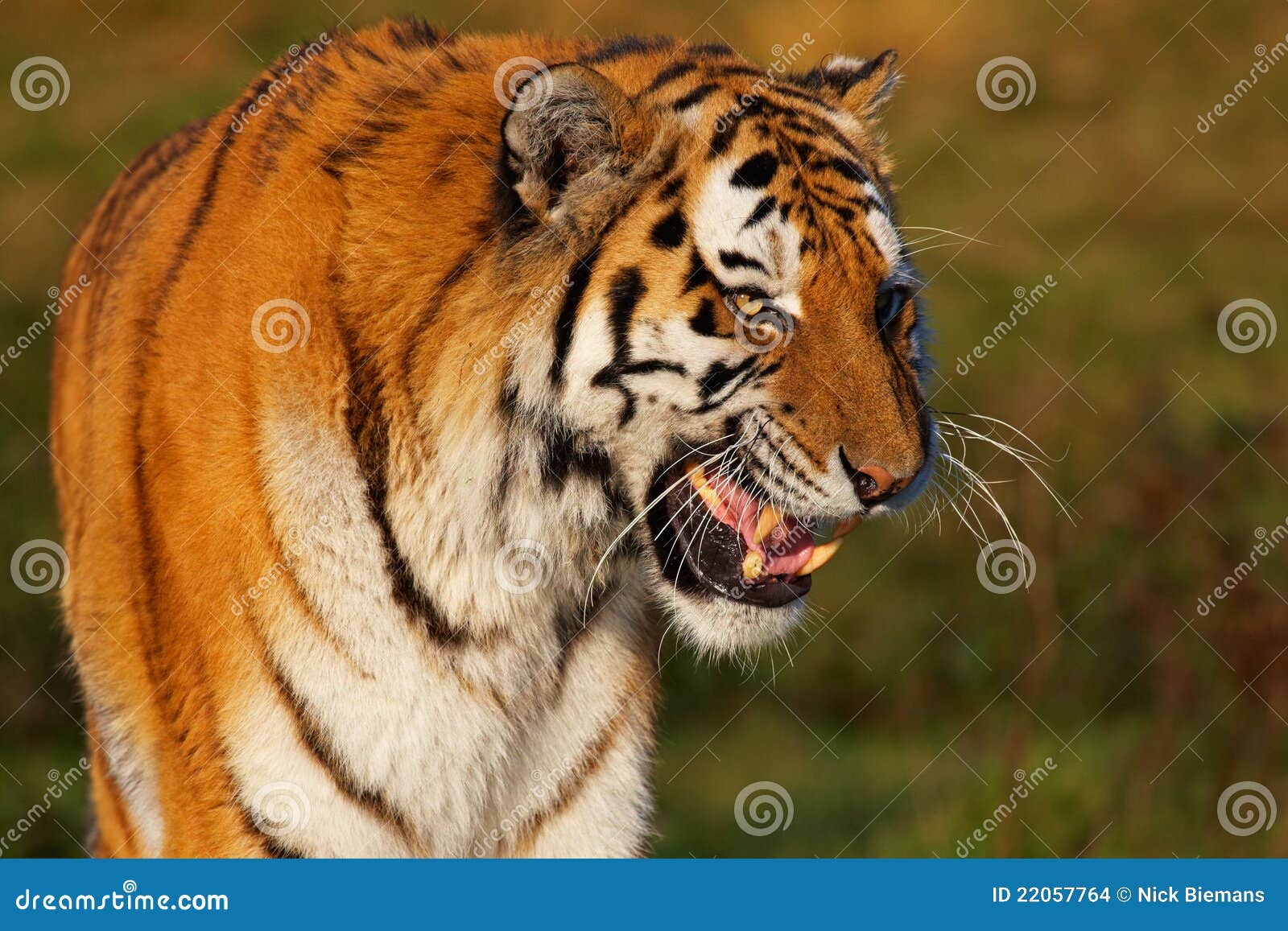 Closeup Portrait of a Siberian Tiger Stock Photo - Image of rural, male ...