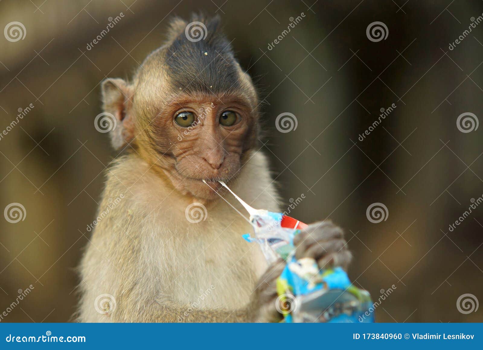 Closeup Portrait of Small Monkey with Big Thoughtful Eyes. Monkey ...