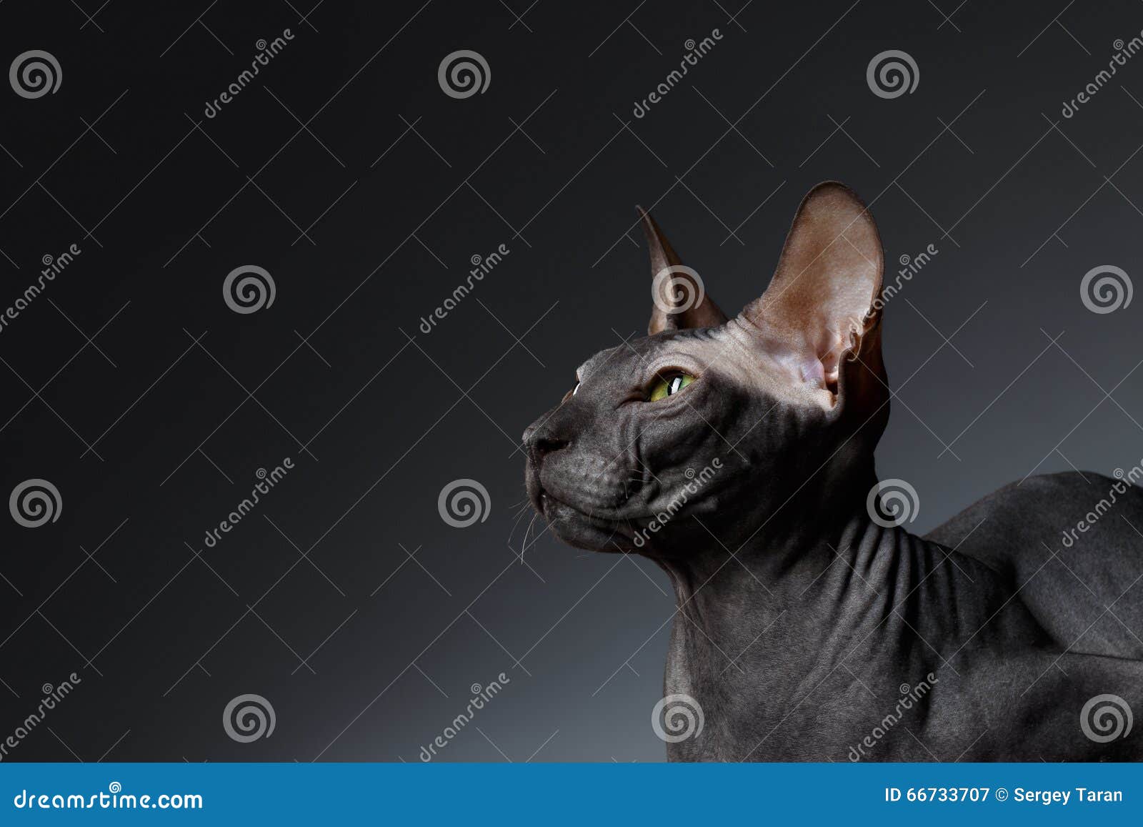 Closeup Portrait of Sphynx Cat Squints Looks on Black Stock Image ...
