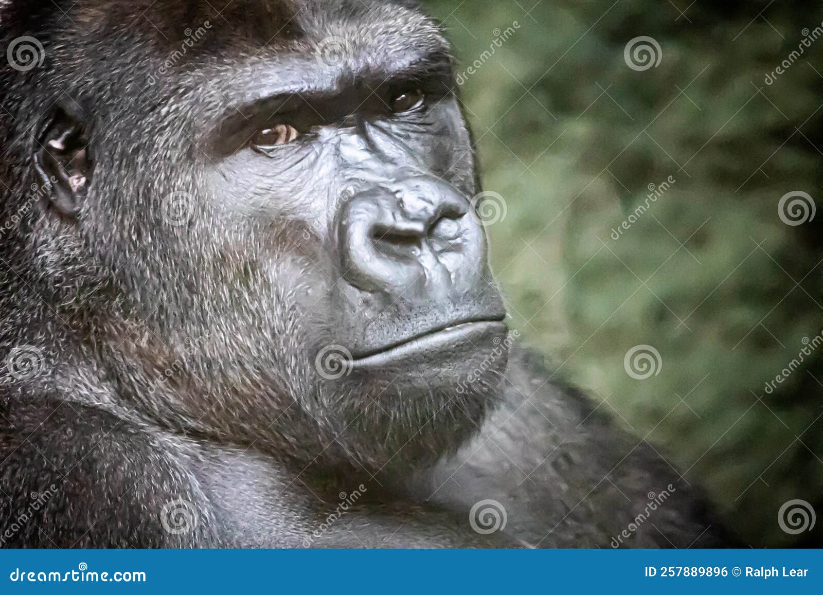 Closeup Portrait of a Strong Gorilla Stock Photo - Image of jungle ...