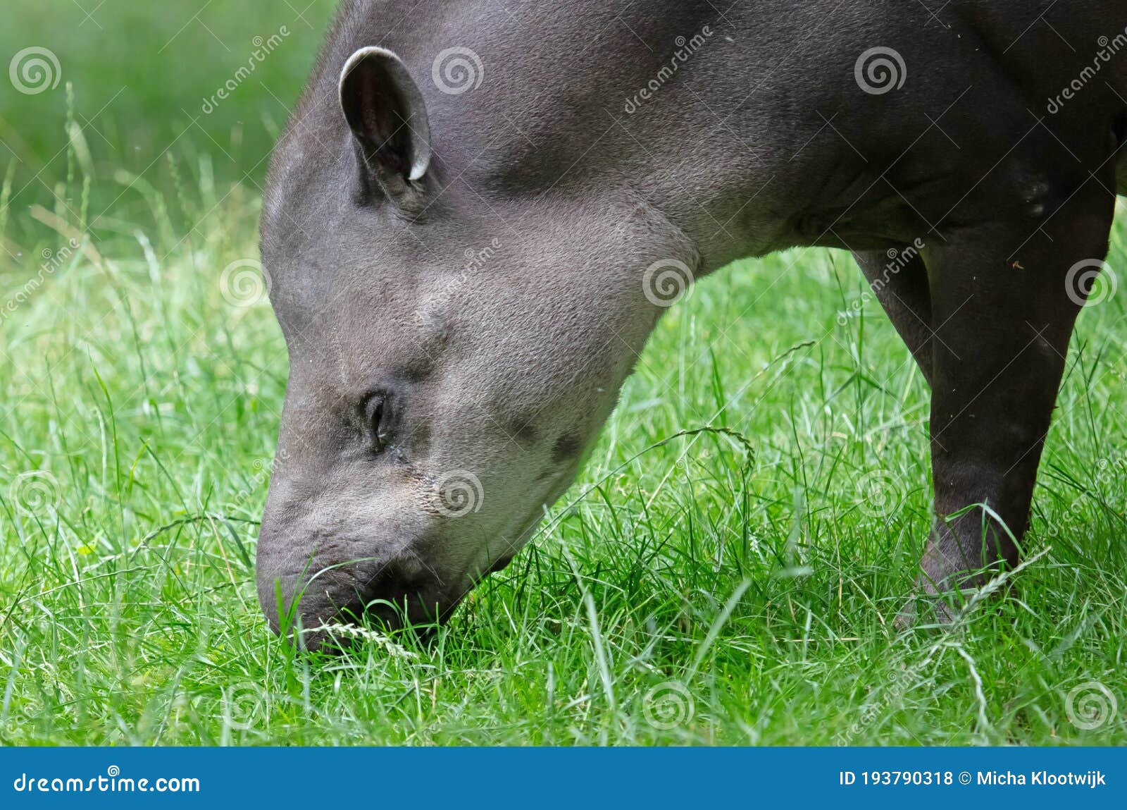 Closeup Portrait of a Tapir Eating Stock Photo - Image of head, prague ...